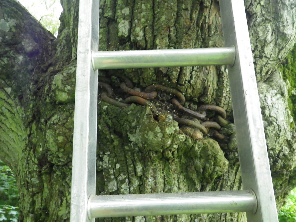 Back to school for the tree surgeons at Hatherop Castle | Tree ...