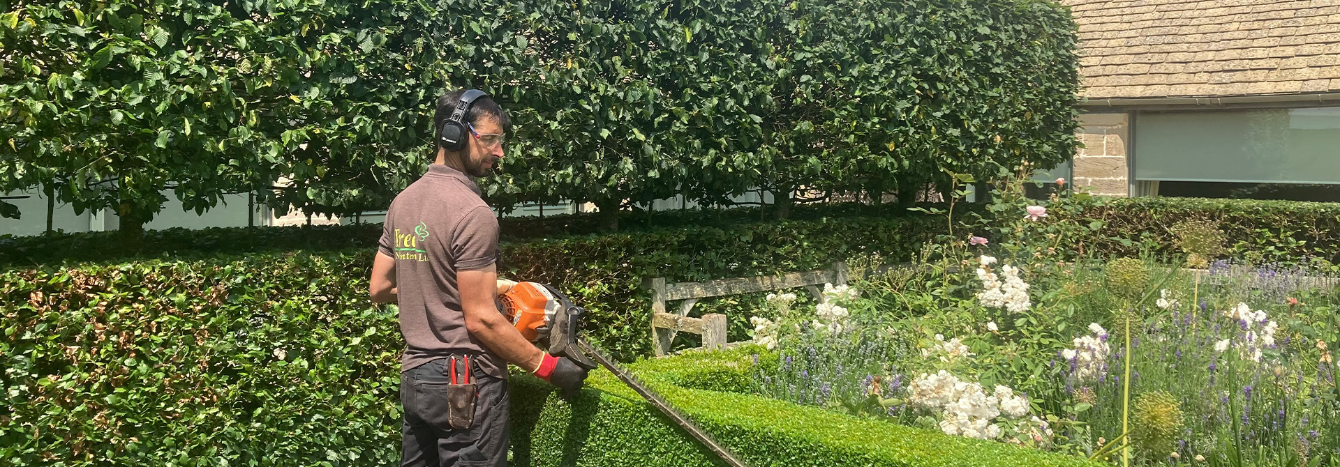 Hedge Trimming & Maintenance Services | Tree Maintenance Ltd