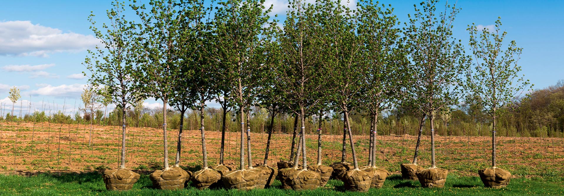 Professional Tree Planting & Care Services | Tree Maintenance Ltd